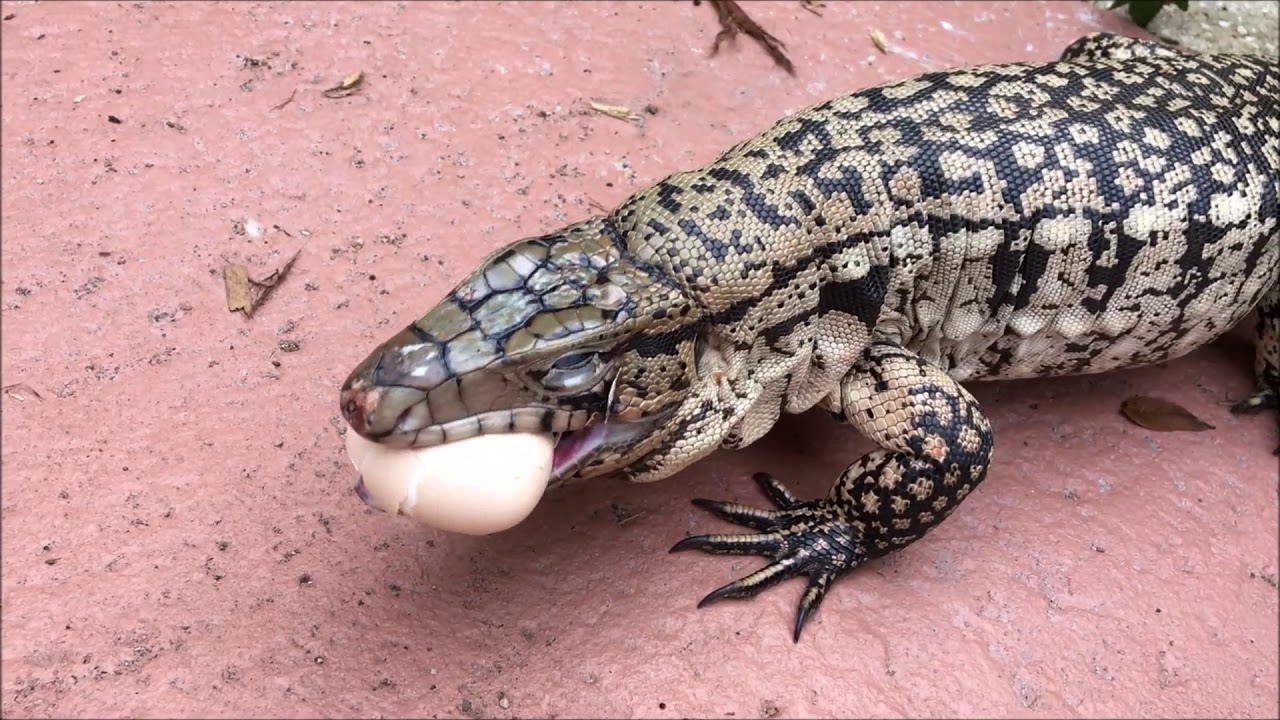 Tegu eating silkie chicken eggs - YouTube
