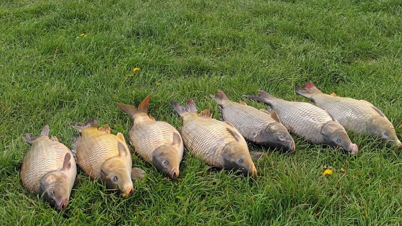 Balta Lupșanu 3,,rezultat partidă 24h,, - YouTube