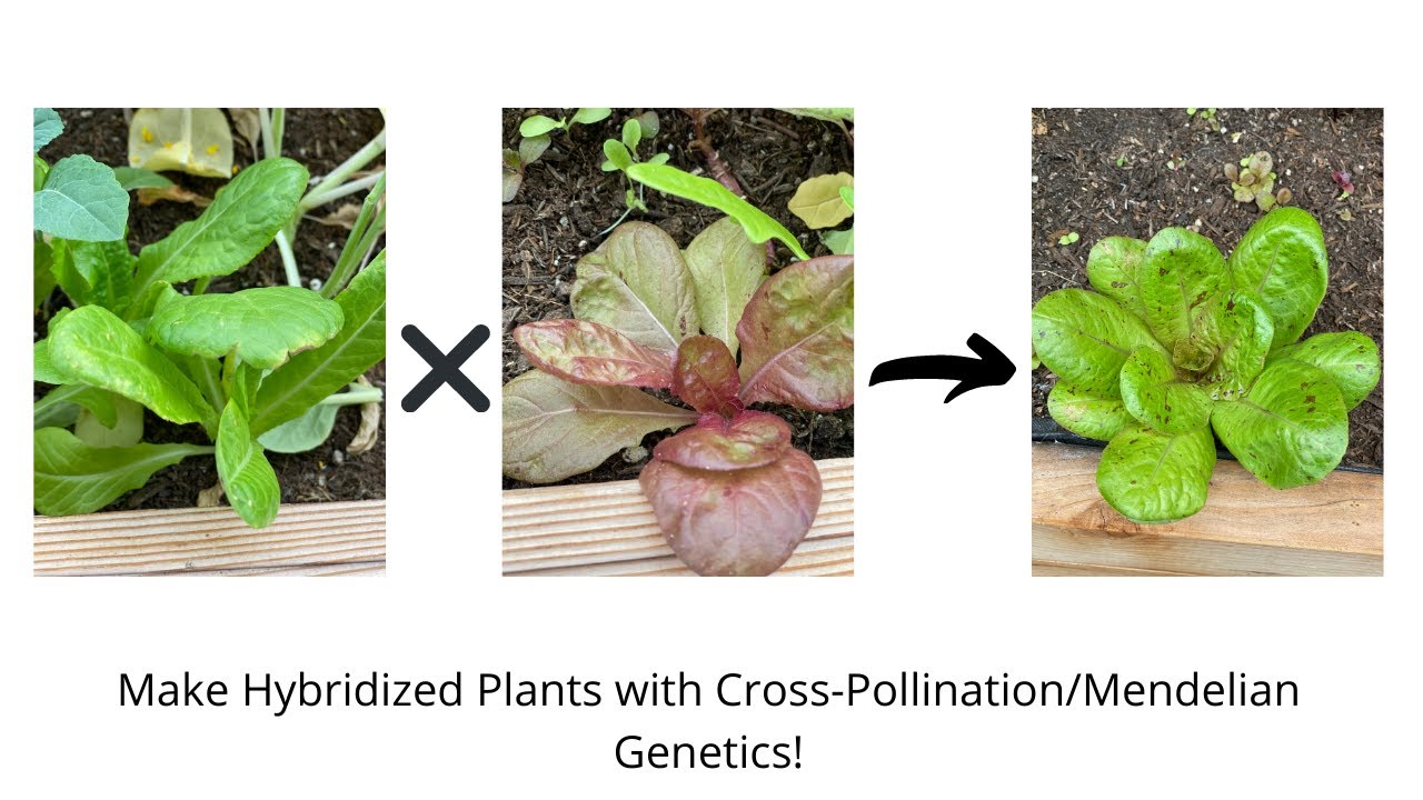 Hybridize Plants With Cross Pollination - YouTube