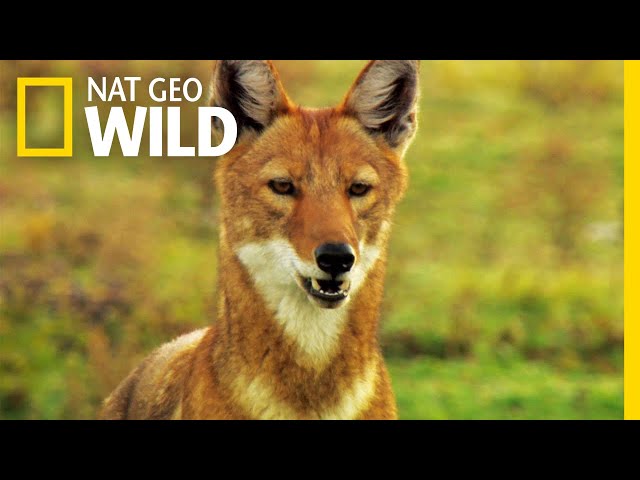 Fox National Geographic Wild Channel
