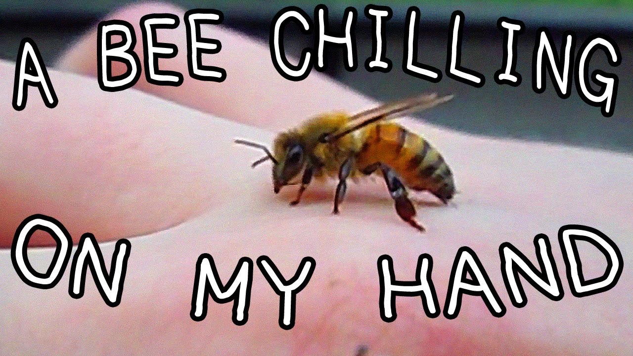 a bee chilling on my hand (with cute music) - YouTube