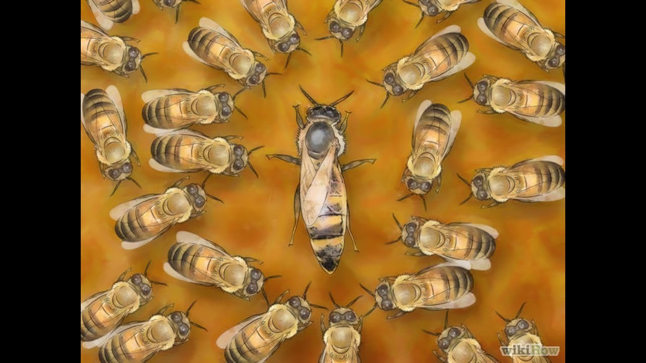 Como IDENTIFICAR a la ABEJA REINA 🐝 - YouTube