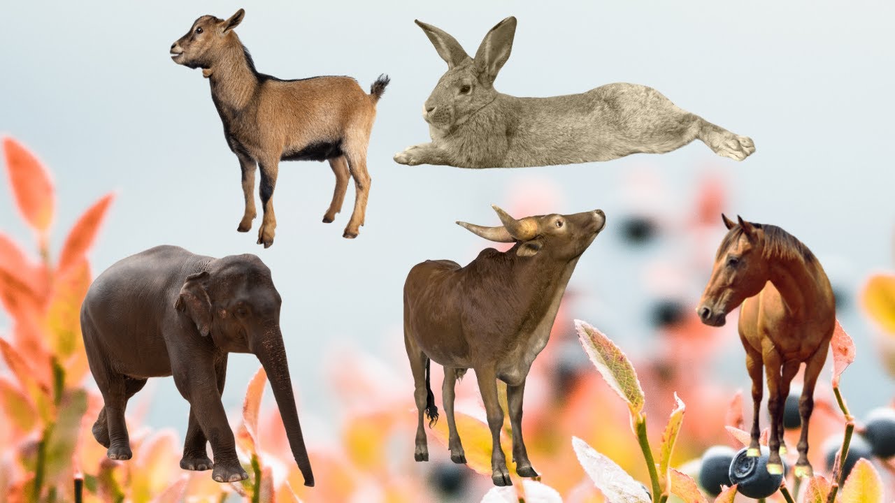 The Horses, Elephants, Cows, Goats, and Rabbits Experience: A Plant ...
