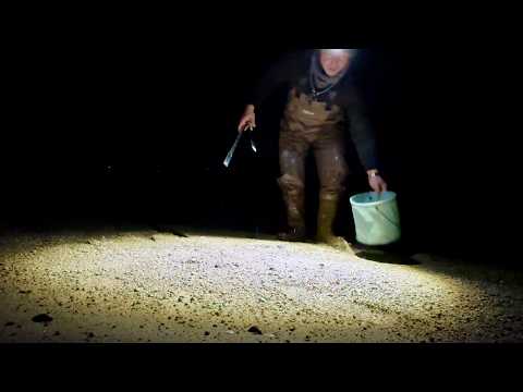 En zehirli balon balıklarından birini yakaladım ve suşi gibi yedim.