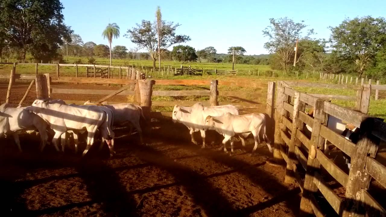 Cattle in corral - YouTube