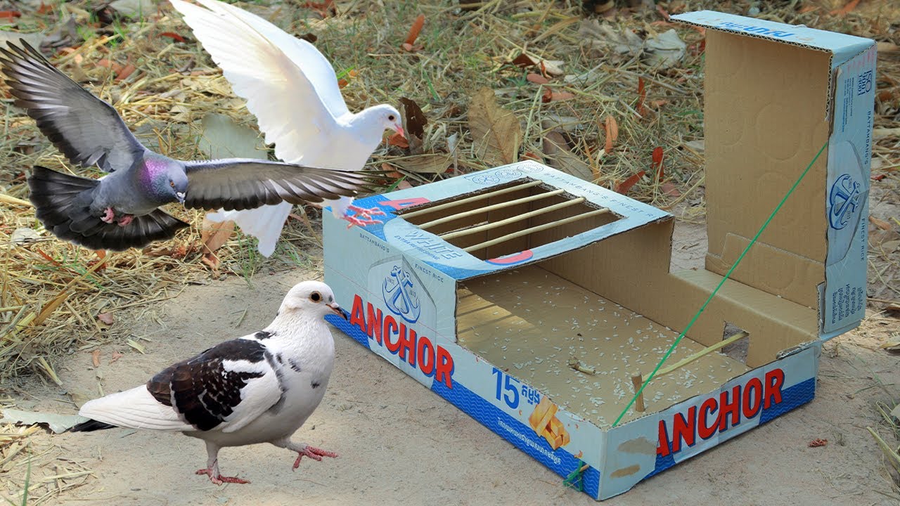 Best Quick Bird Trap Using Anchor Cardboard Box And Woods - How To Make ...