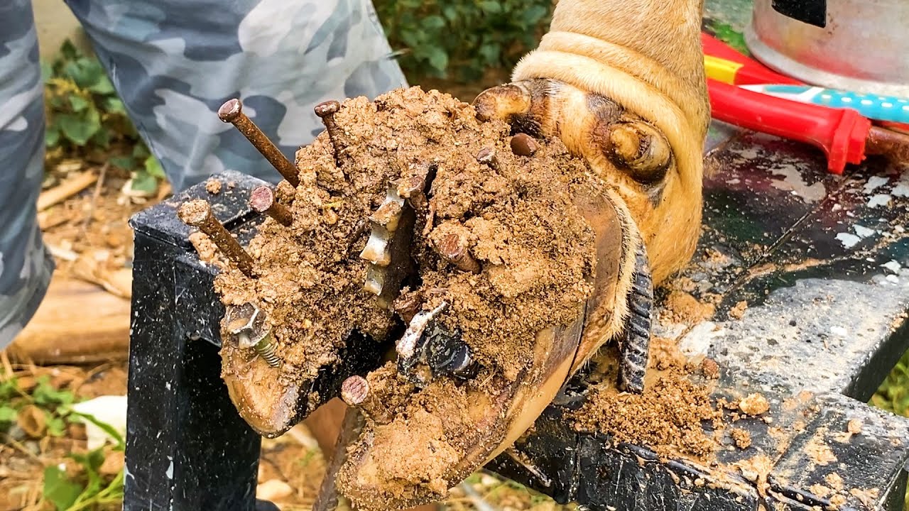 EP 215 | Cleaning cow's hoof has Maggots- Screw with Nails WAS STUCK ...