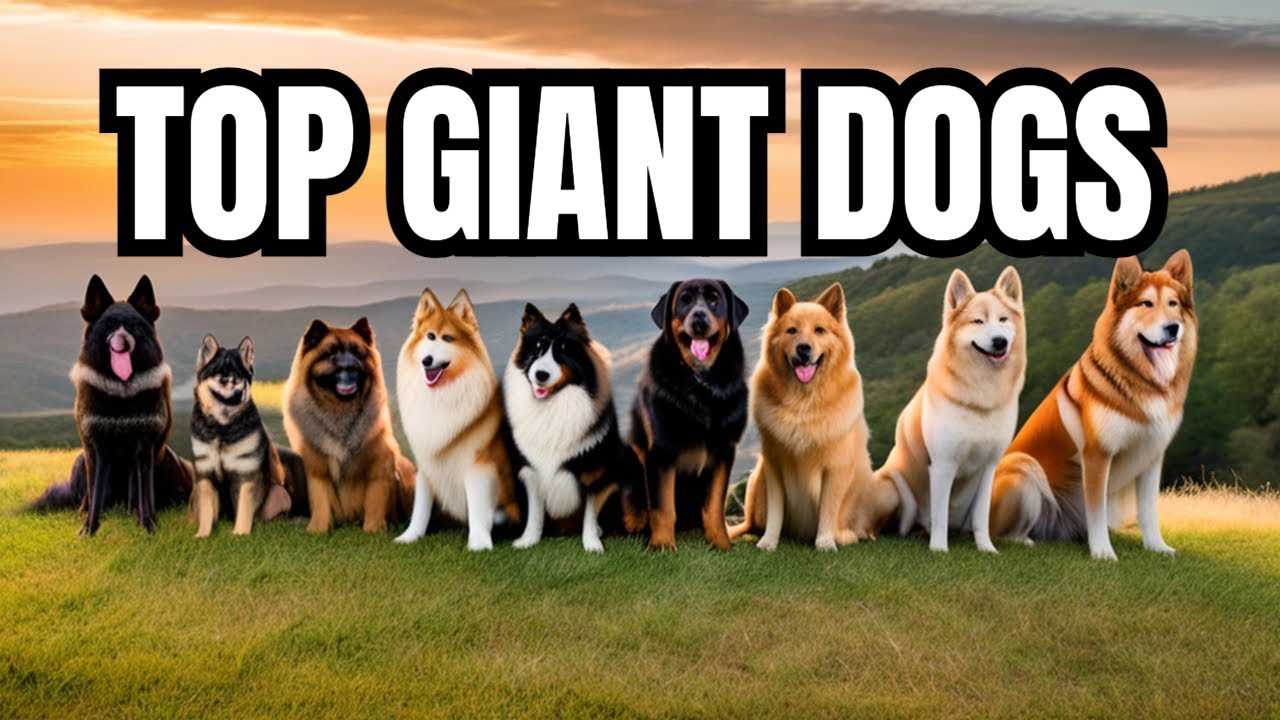 Giant Woofs: Unleashing the Top 15 Biggest Dogs on Earth! - YouTube