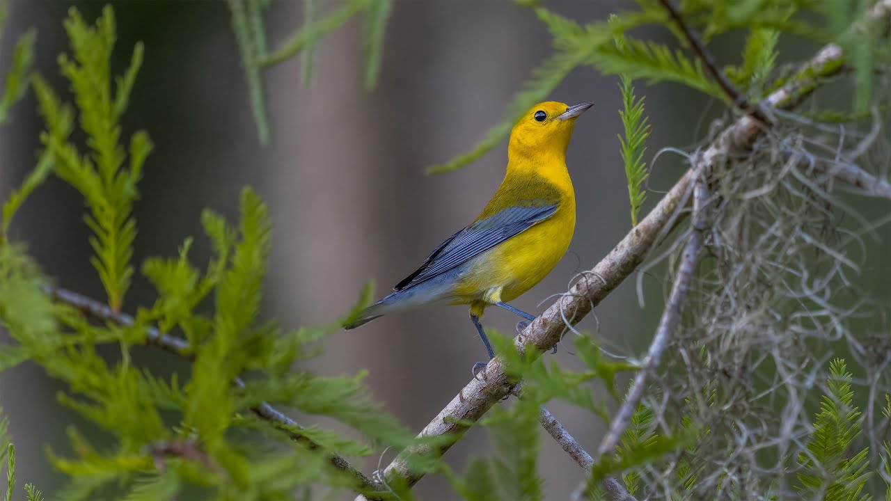 Prothonotary Warbler, Sony A1/Sony Alpha1, 4k Frame Animation - YouTube