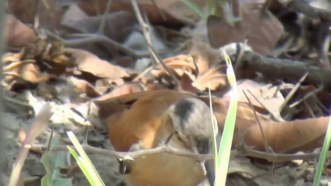 El Chilalo Pt.3 - YouTube