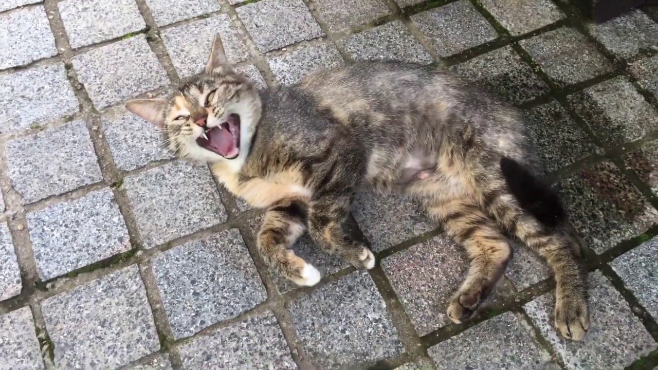 Кошка пришла к нам жить Youtube