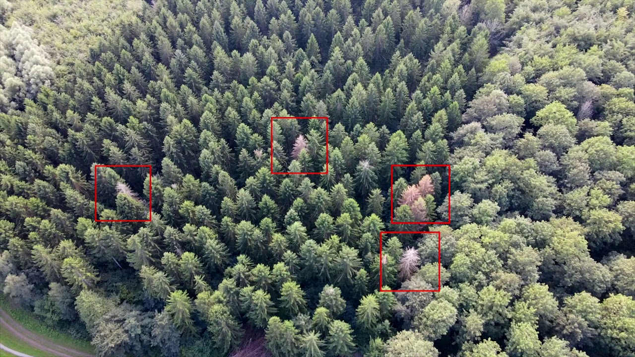 Clear Timber Analytics - Bark Beetle - YouTube