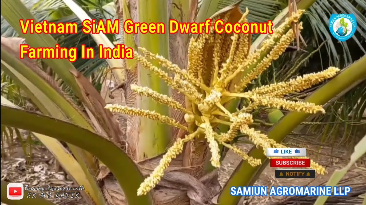 EP - 60 | Vietnam SiAM Green Coconut Farming In India Training by SK MD ...