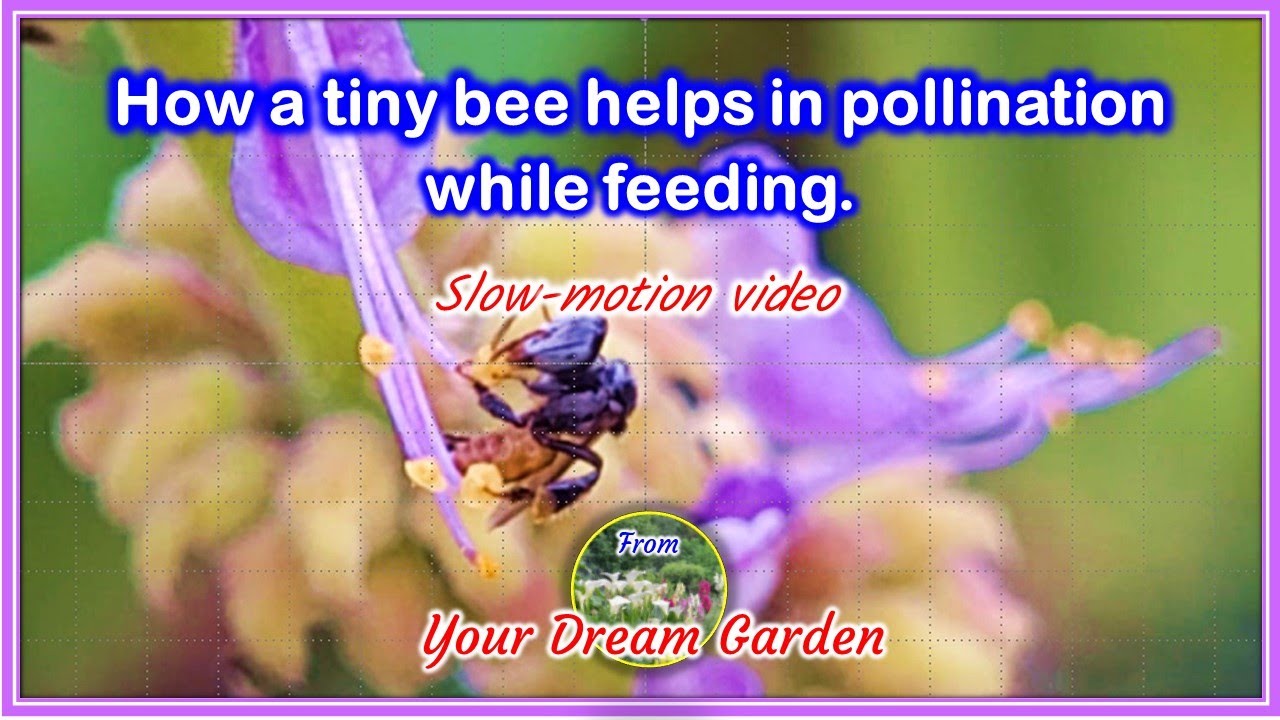 How a tiny bee helps in pollination while feeding. Slow motion video - YouTube