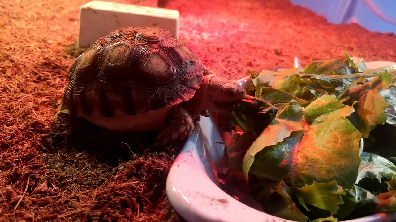 Baby tortoise tank setup - YouTube