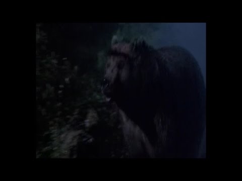 The Great Outdoors Bear Scene - YouTube