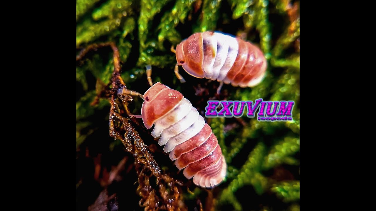 Cubaris sp 'Red Panda King' isopods - YouTube