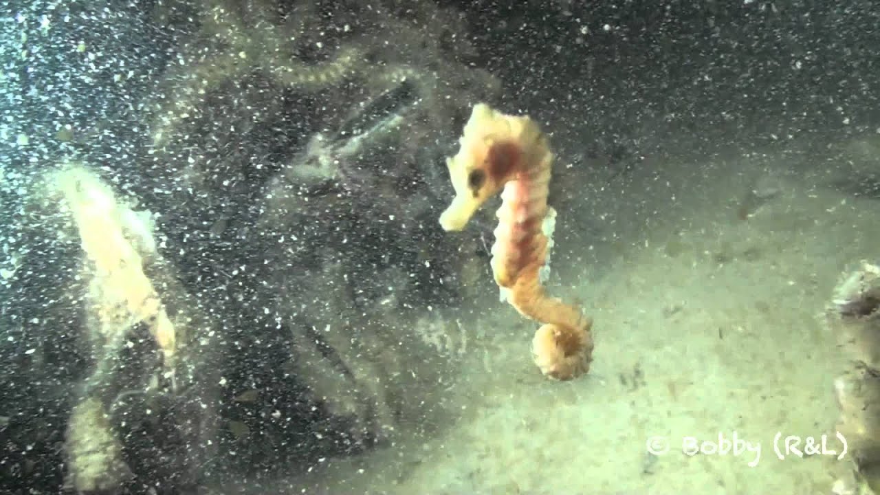 Oosterscheldeduik 25-04-2014: zeepaardje, fluwelen zeemuis en snotolf ...