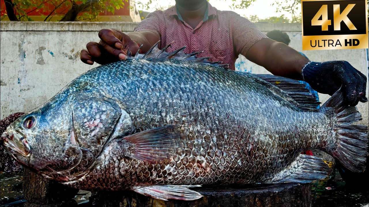 Kal koduva fish cutting video/fishcuttingrs#fishcuttingrs #fish # ...