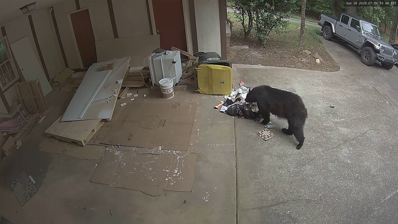 New Bear in Helen GA - YouTube
