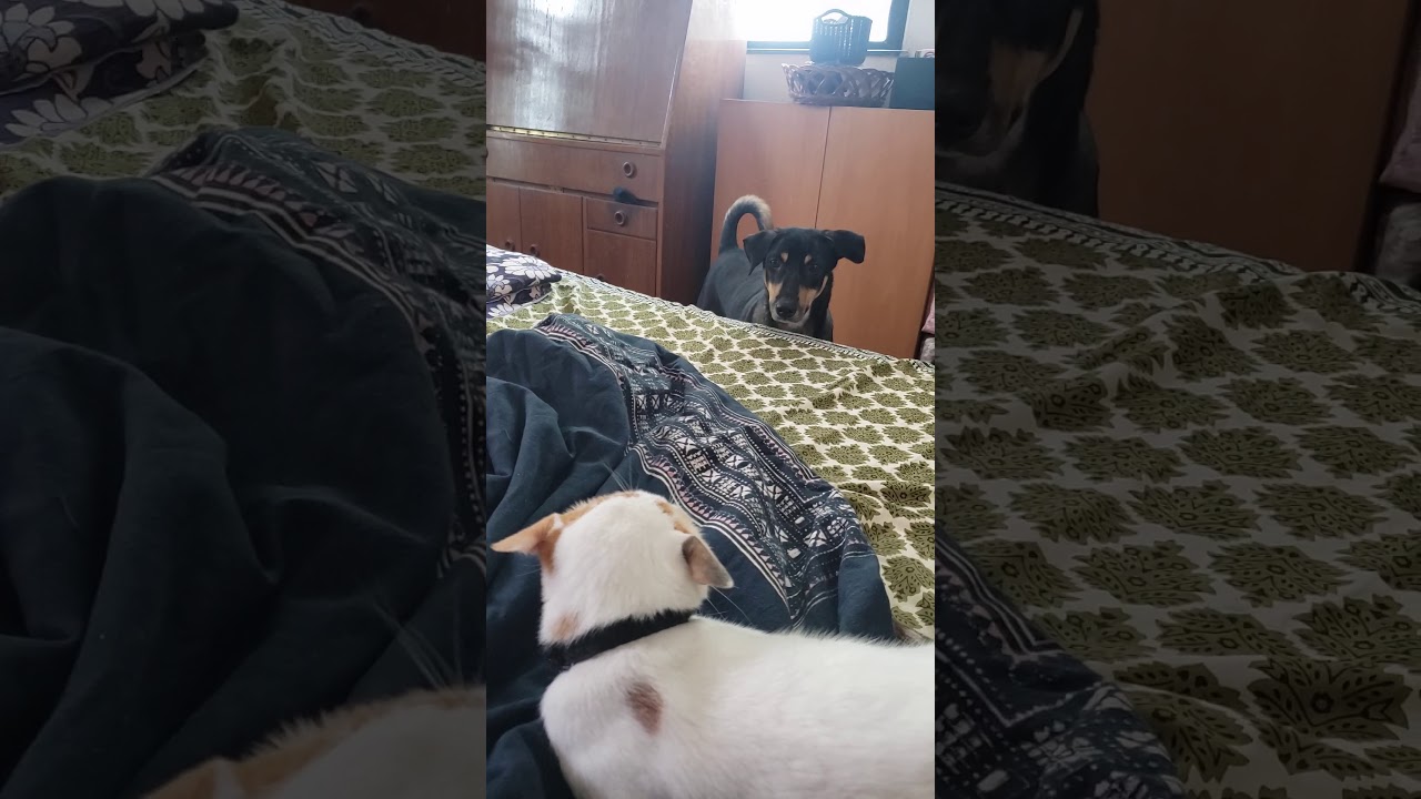 Cat hissing and growling at dog - YouTube
