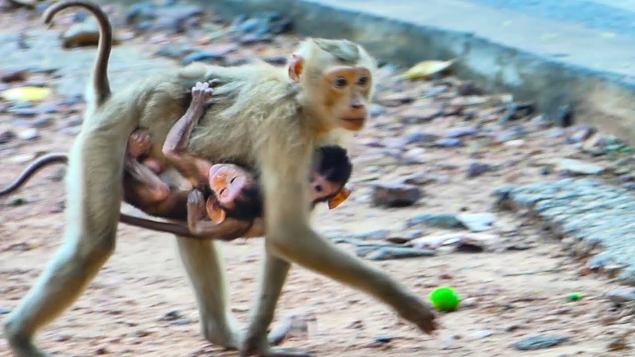 Jerry monkey grabbed Briana's and Ada's children and ran away. What ...
