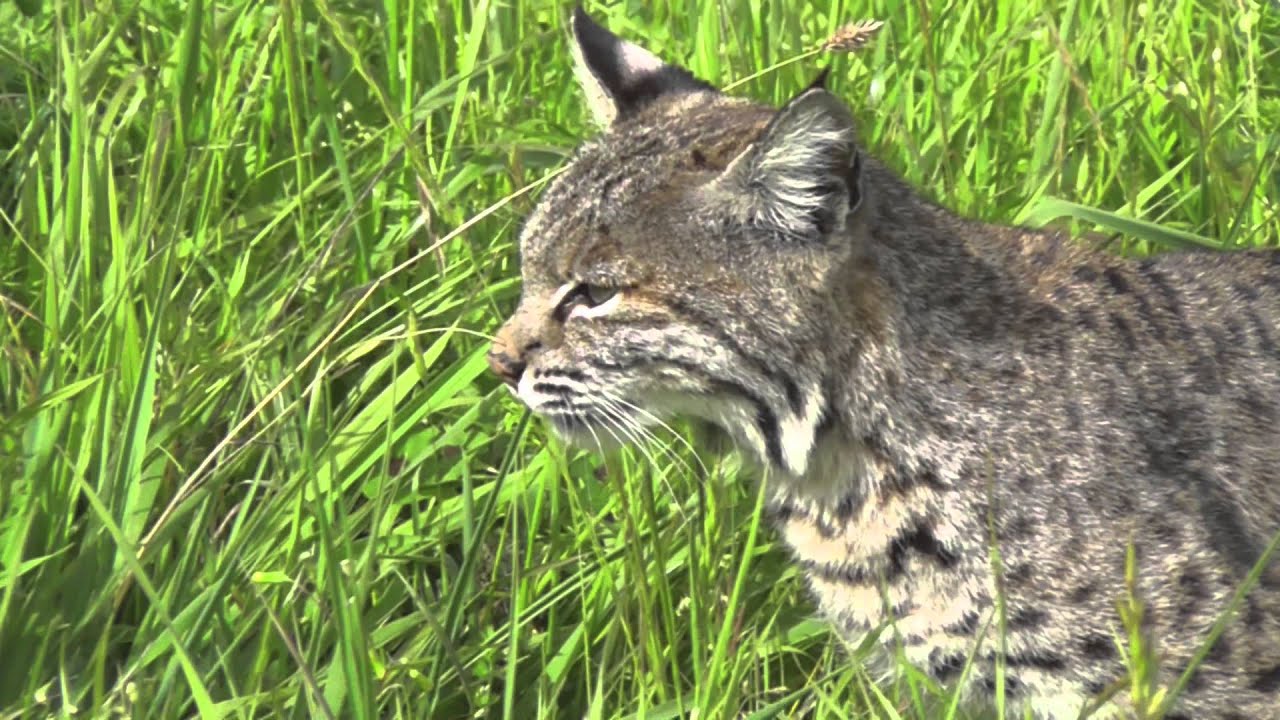 Bobcat Up Close - YouTube