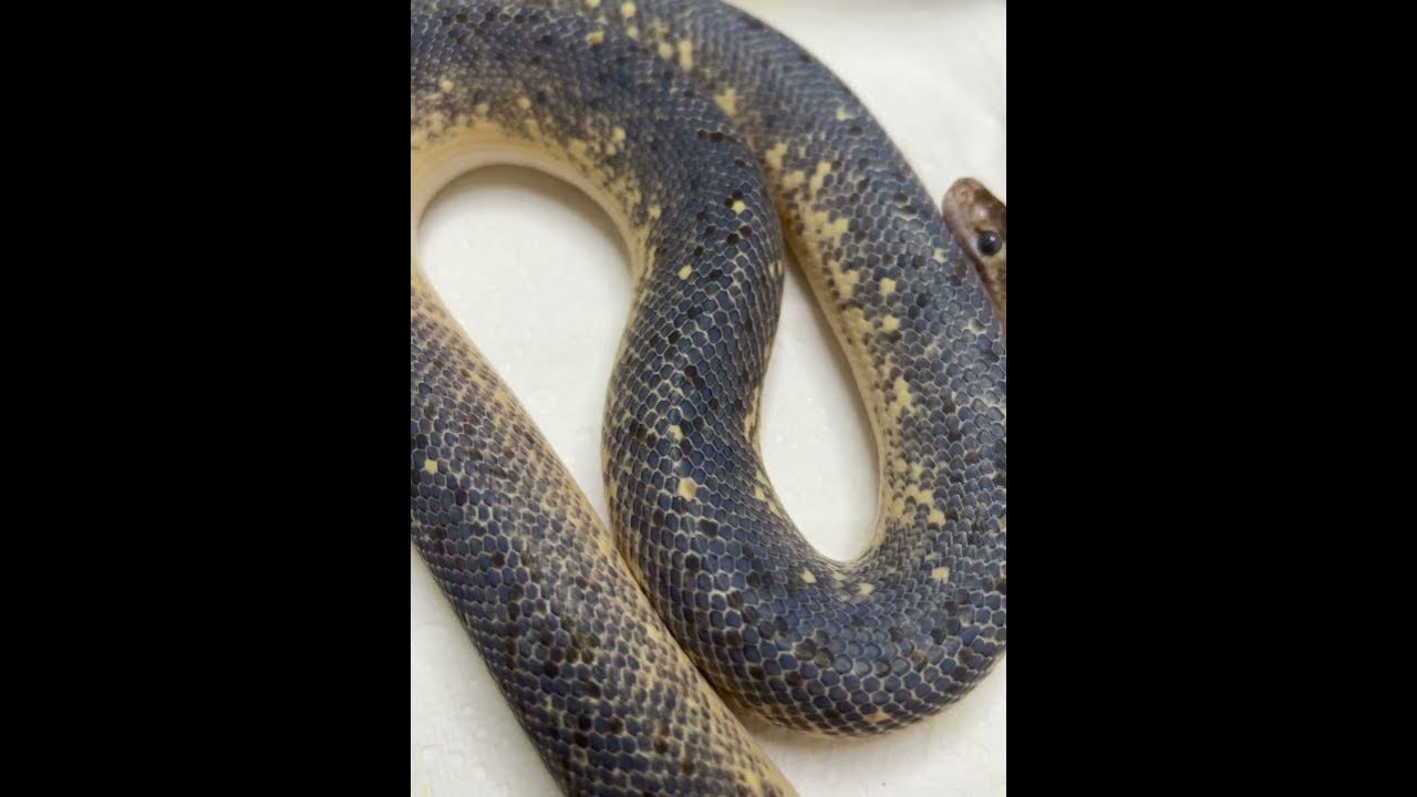 Marble children’s python in pre lay shed #reptiles #python # ...
