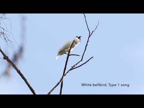 The Amazon's white bellbirds are the world's loudest birds | Safe ...