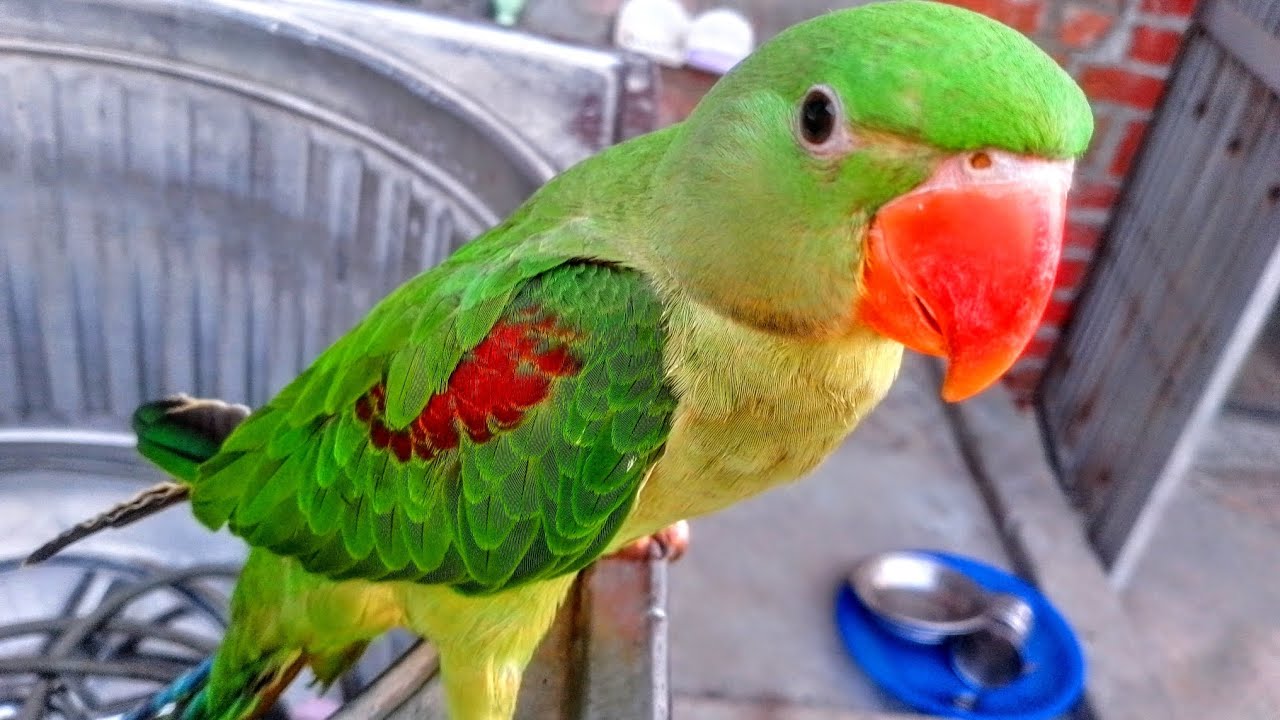 Alexander parrot talking 🦜 beautiful parrot - YouTube