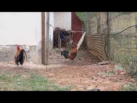 ໄກ່f1,f2ທີ່ຕໍ່ເຂົ້າດີ/qaib nab1,nab2 noob dib tuaj zoo 25/3/2024 - YouTube