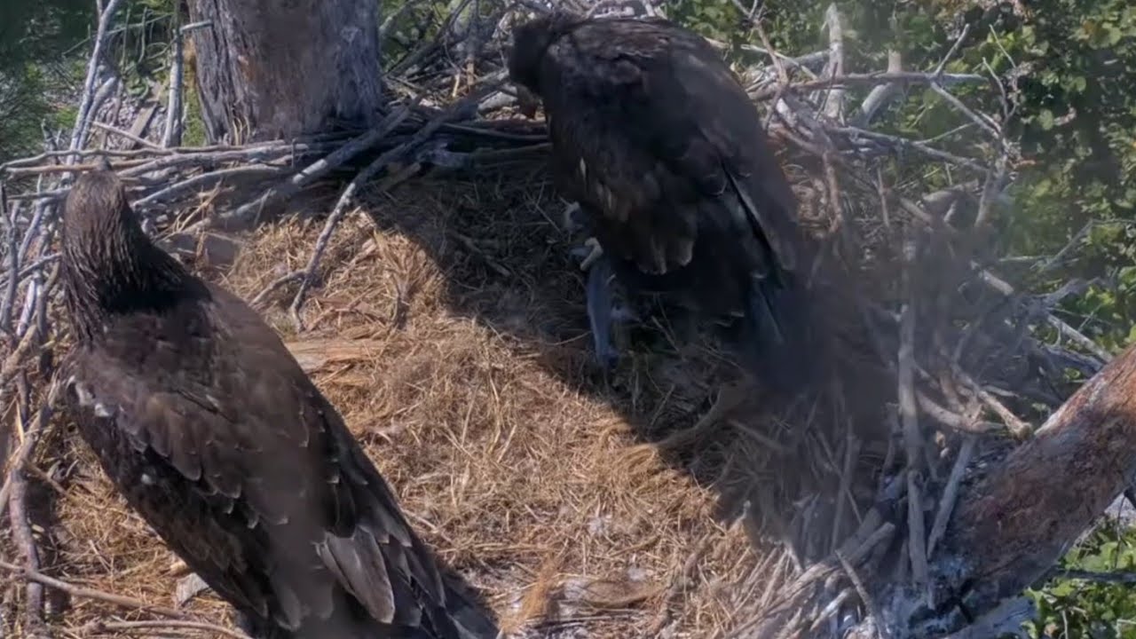 Clive brings whole Catfish, Dancer down to the nest to claim | Captiva ...