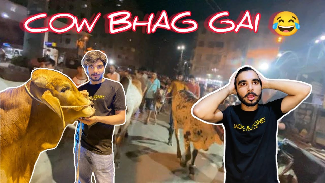 Cow bhag Gai😂 night outing with cows😍♥️ #cows #2k23 #qurbani2k23 # ...