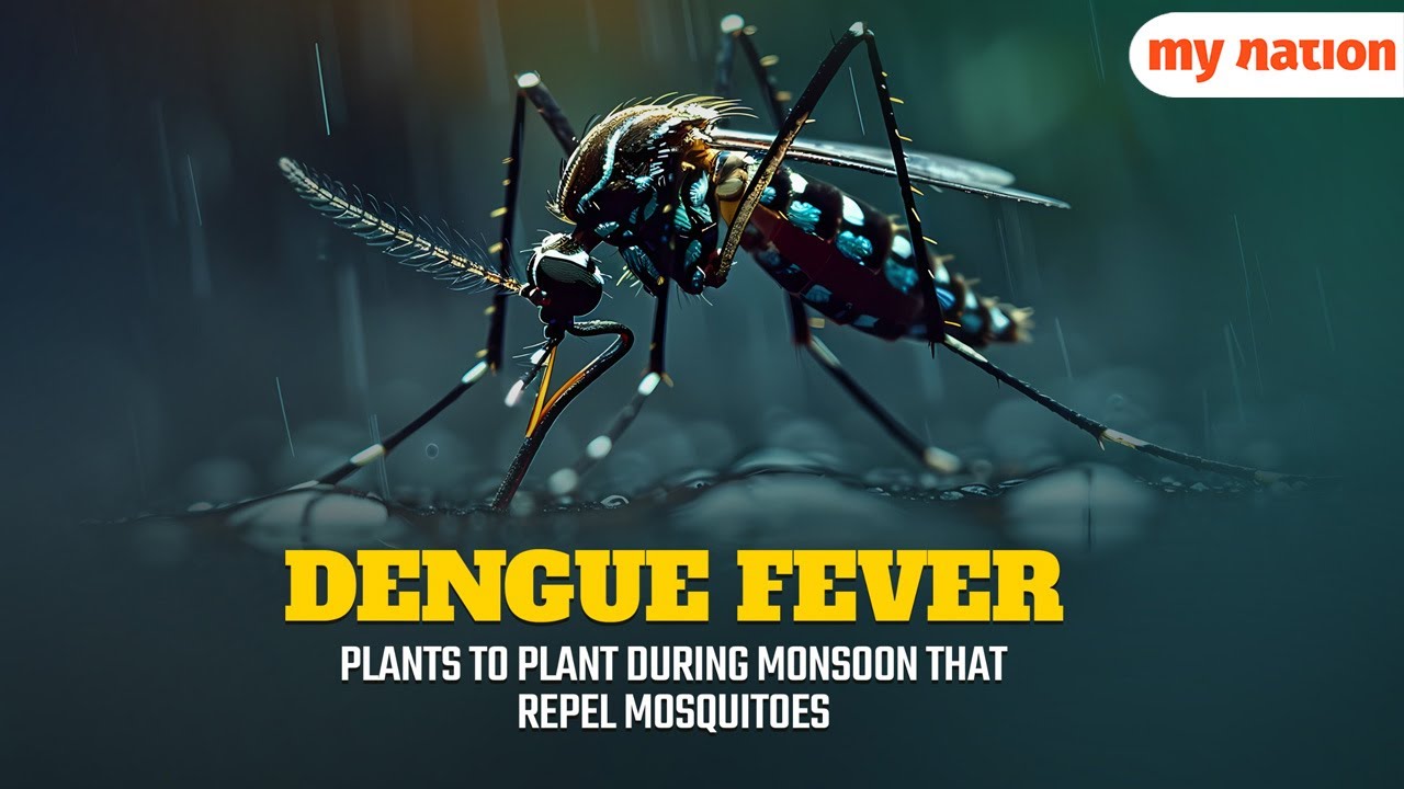 Dengue Fever: Top Mosquito-Repelling Plants to Grow This Monsoon - YouTube