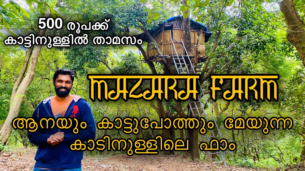 500 രൂപക്ക് ആനയും കാട്ടുപോത്തും മേയുന്ന കാട്ടിനുള്ളിൽ treehouse ...
