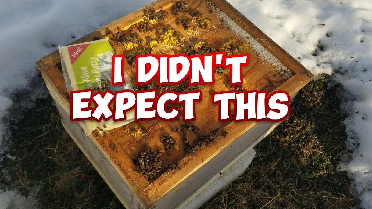 Checking the hives in March in southern Ontario. Trying to manage the ...