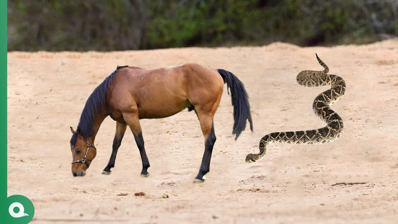 This Stupid Snake Attacked the Wrong Horse..It Paid Full Price - YouTube
