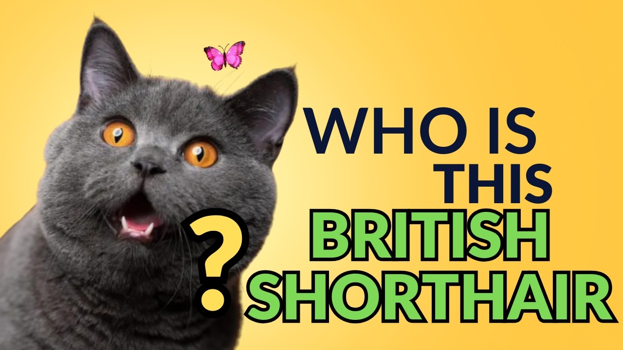 British Shorthair Cat - Learn everything About Them |Adorable Teddy ...