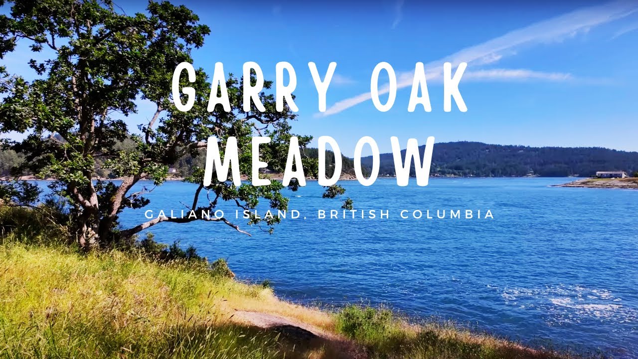 Exploring The Beautiful Garry Oak Meadow - YouTube