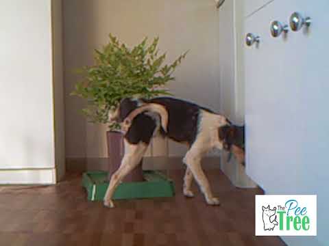 The Pee Tree - the indoor dog toilet with a difference!