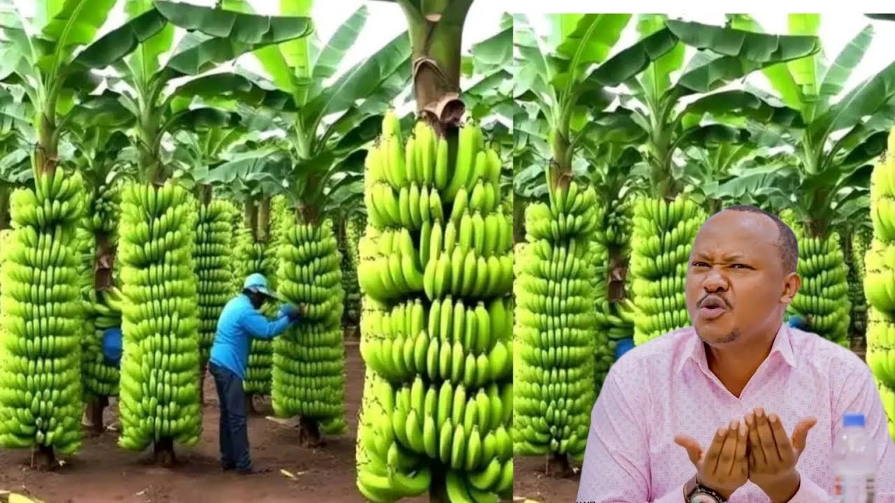 YEZA IBITOKI BITANGAJE NYAGATARE NIYO AKORERA UBUHINZI BWE - YouTube