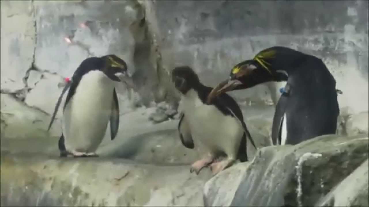 Macaroni Penguin Chick's First Swim - YouTube