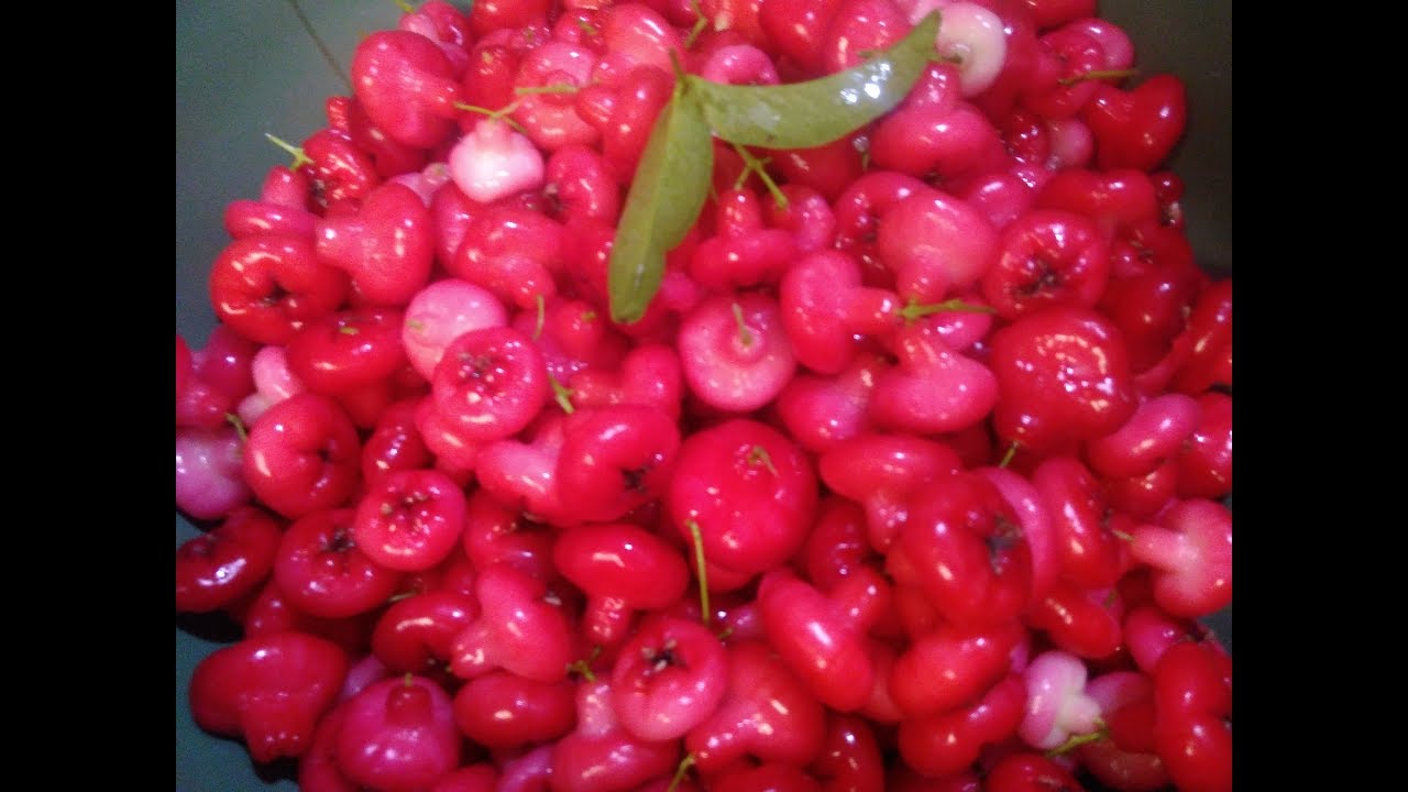 Luar Biasa, Pohon Jambu Merah Masih Kecil Buahnya Lebat Ada Didepan ...