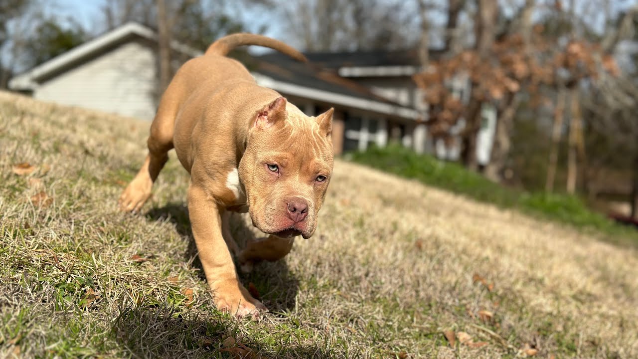 😮‍💨 American Bully Has The Structure YOU need! Show Quality! - YouTube