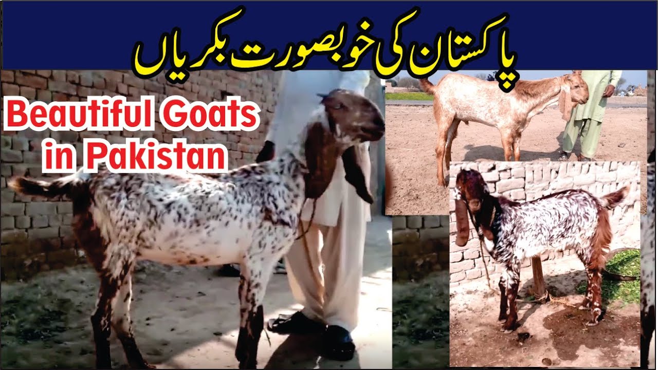 Top beautiful goats in pakistan | Top Goat Breeds of Pakistan | Youtube ...