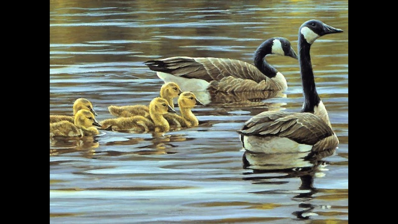 ANIMALES EN EL LAGO - YouTube