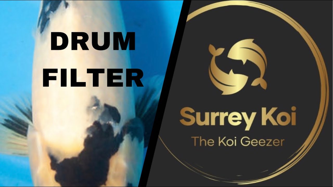 pond O idiot ( DRUM FILTER ) #koi - YouTube