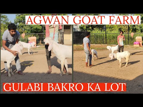 AGWAN GOAT FARM KA GULABI BAKRO KA COLLECTION BEHETREEN PALNE WALE ...