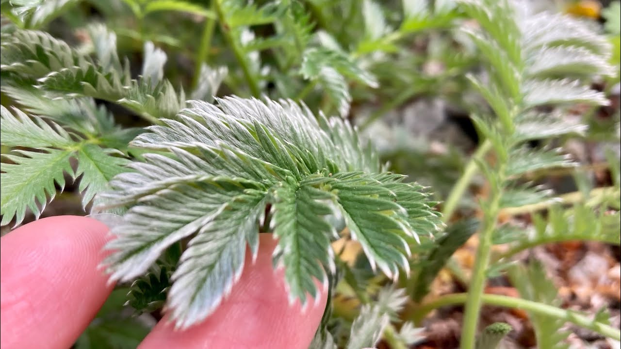 Getting to Know Silverweed - YouTube