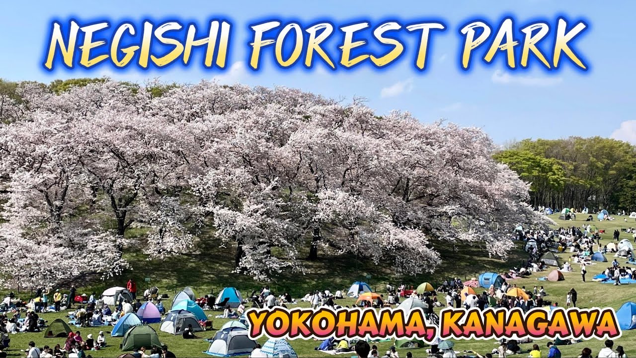 NEGISHI FOREST PARK / WHERE TO GO IN YOKOHAMA / SAKURA IN JAPAN / PINOY ...